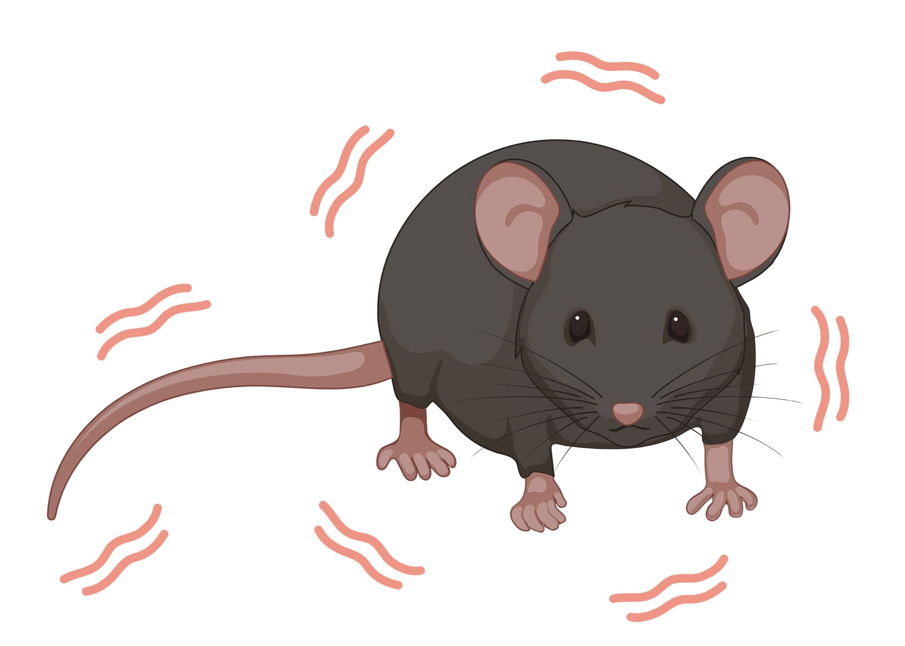 Motor & Sensory Function - Behavioral Testing | Biospective