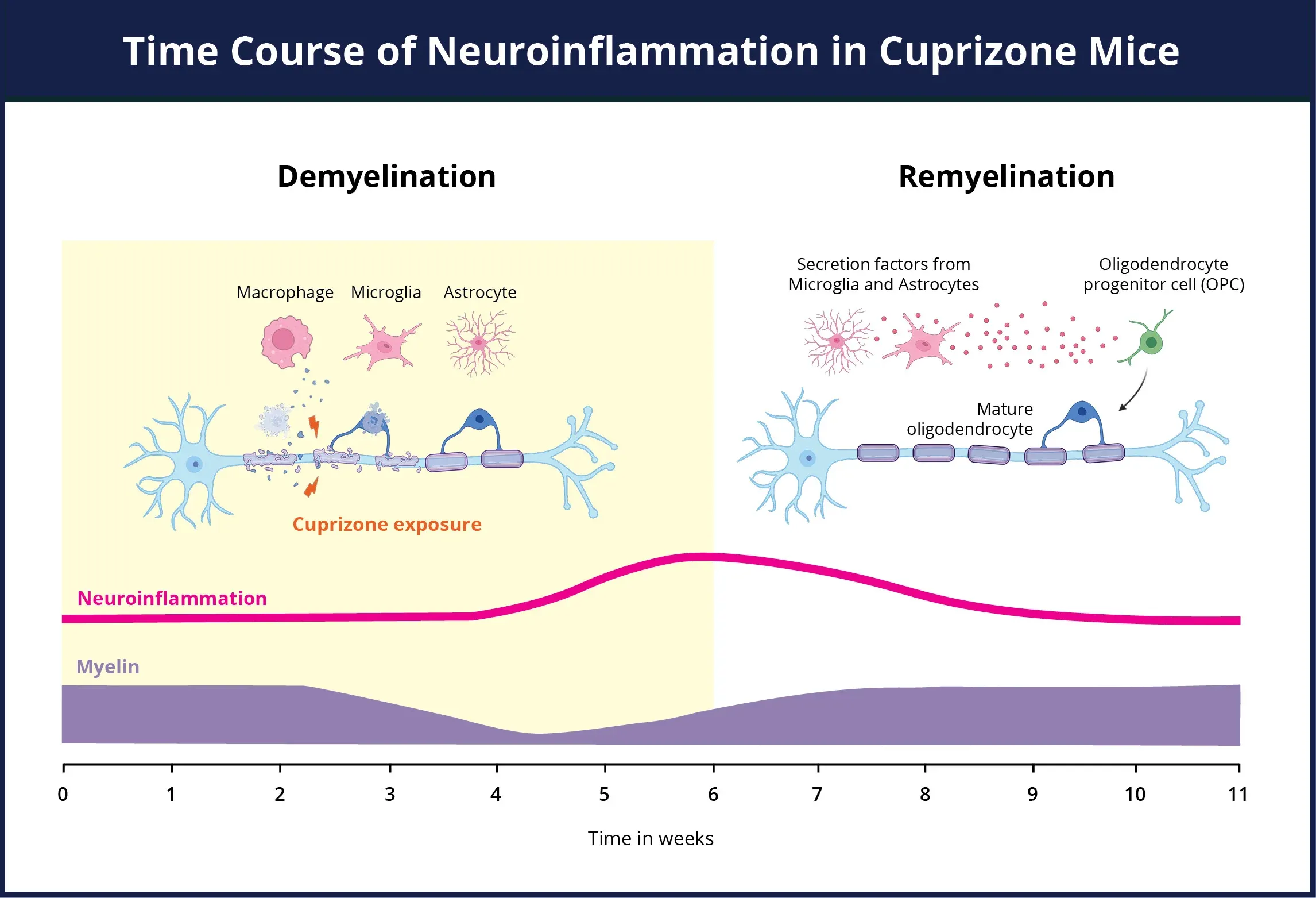 Démyélinisation et remyélinisation dans le modèle Cuprizone