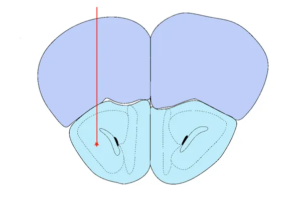 α-Synuclein Preformed Fibril (PFF) Parkinson's Models