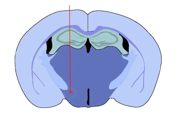 α-Synuclein Preformed Fibril (PFF) Parkinson's Models