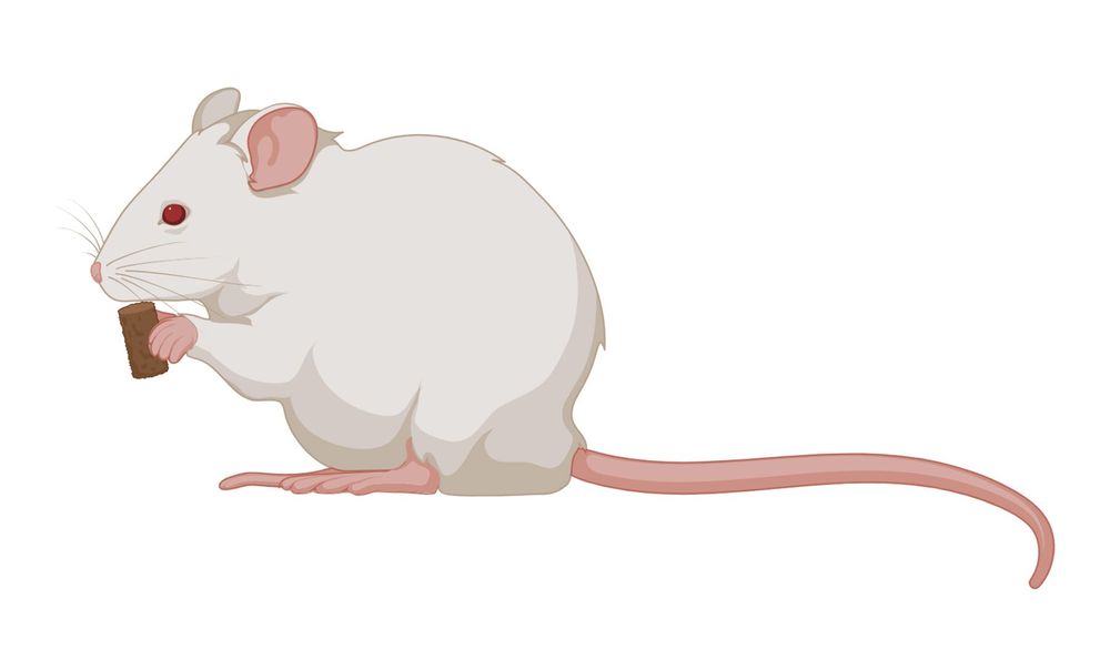 Dosing - Animal Services | Biospective