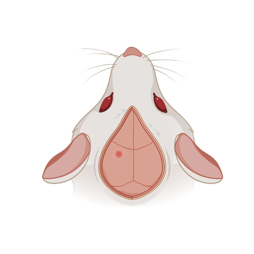 Stereotaxing Surgery - Animal Services | Biospective