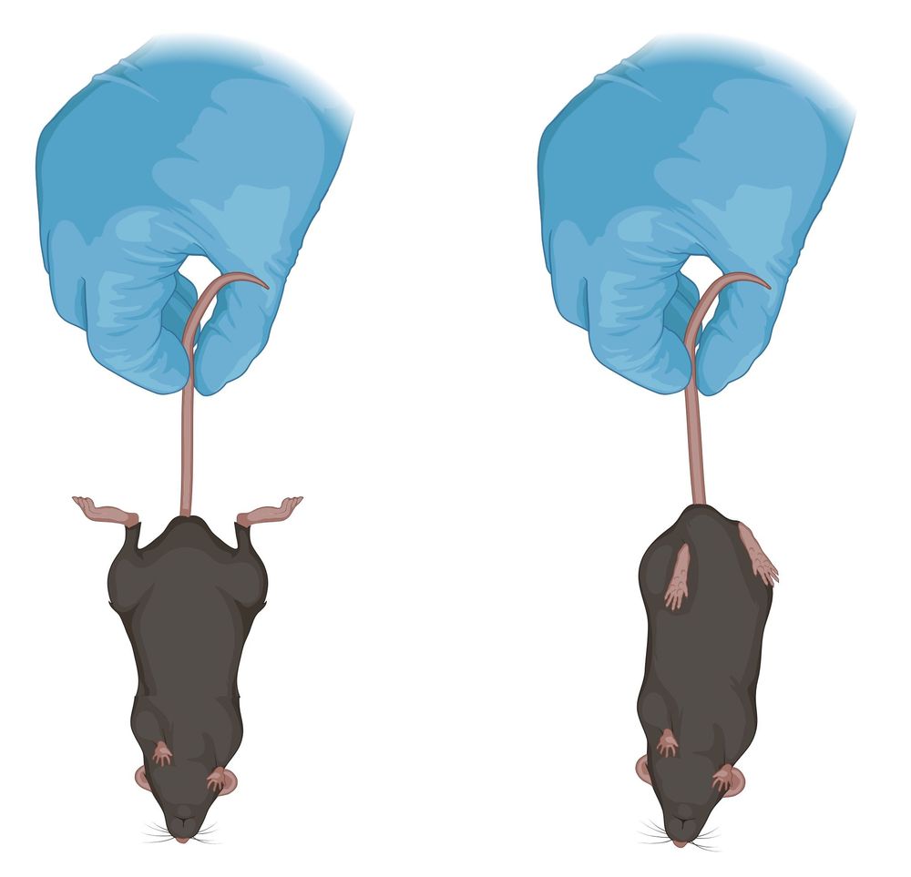 Motor & Sensory Function - Behavioral Testing | Biospective