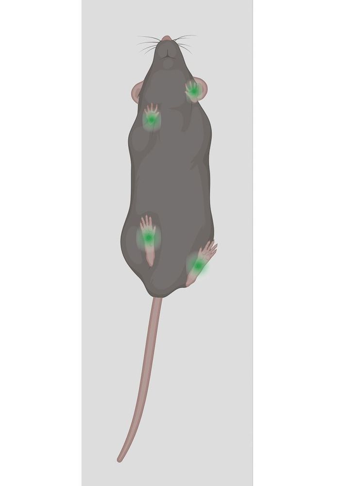 Motor & Sensory Function - Behavioral Testing | Biospective