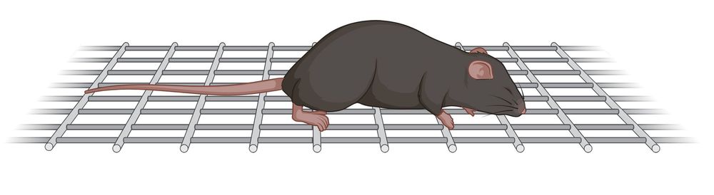 Motor & Sensory Function - Behavioral Testing | Biospective