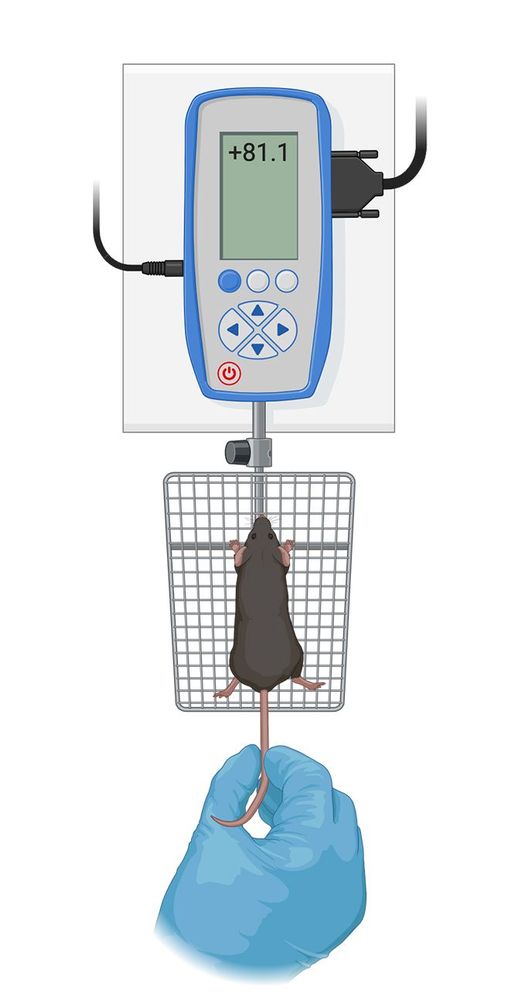 Motor & Sensory Function - Behavioral Testing | Biospective