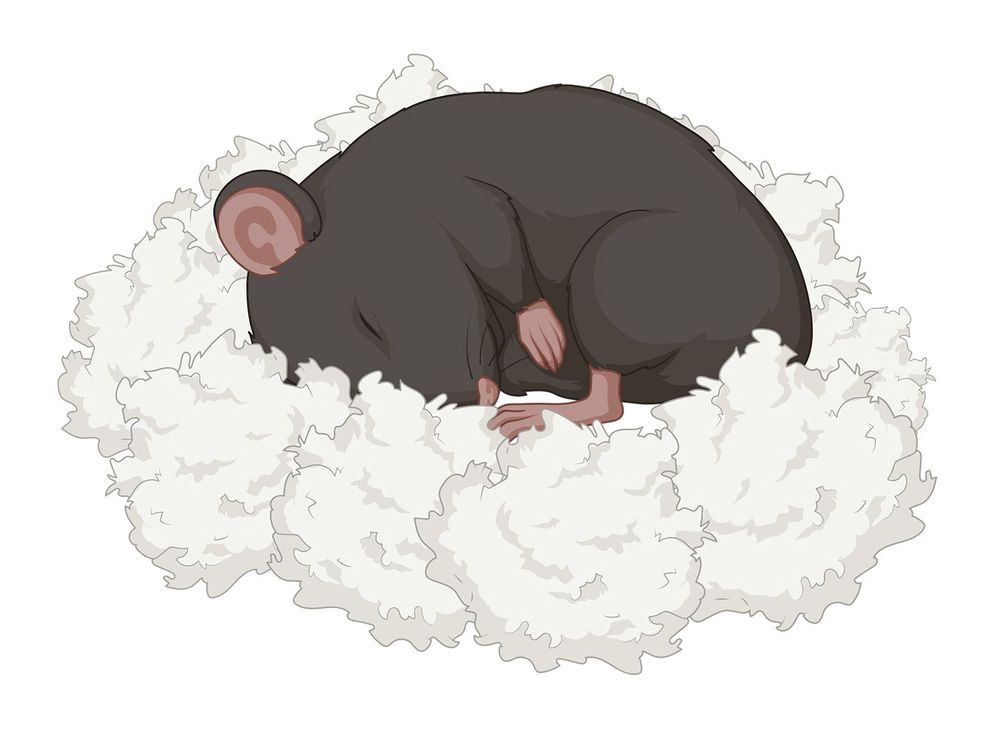 Motor & Sensory Function - Behavioral Testing | Biospective