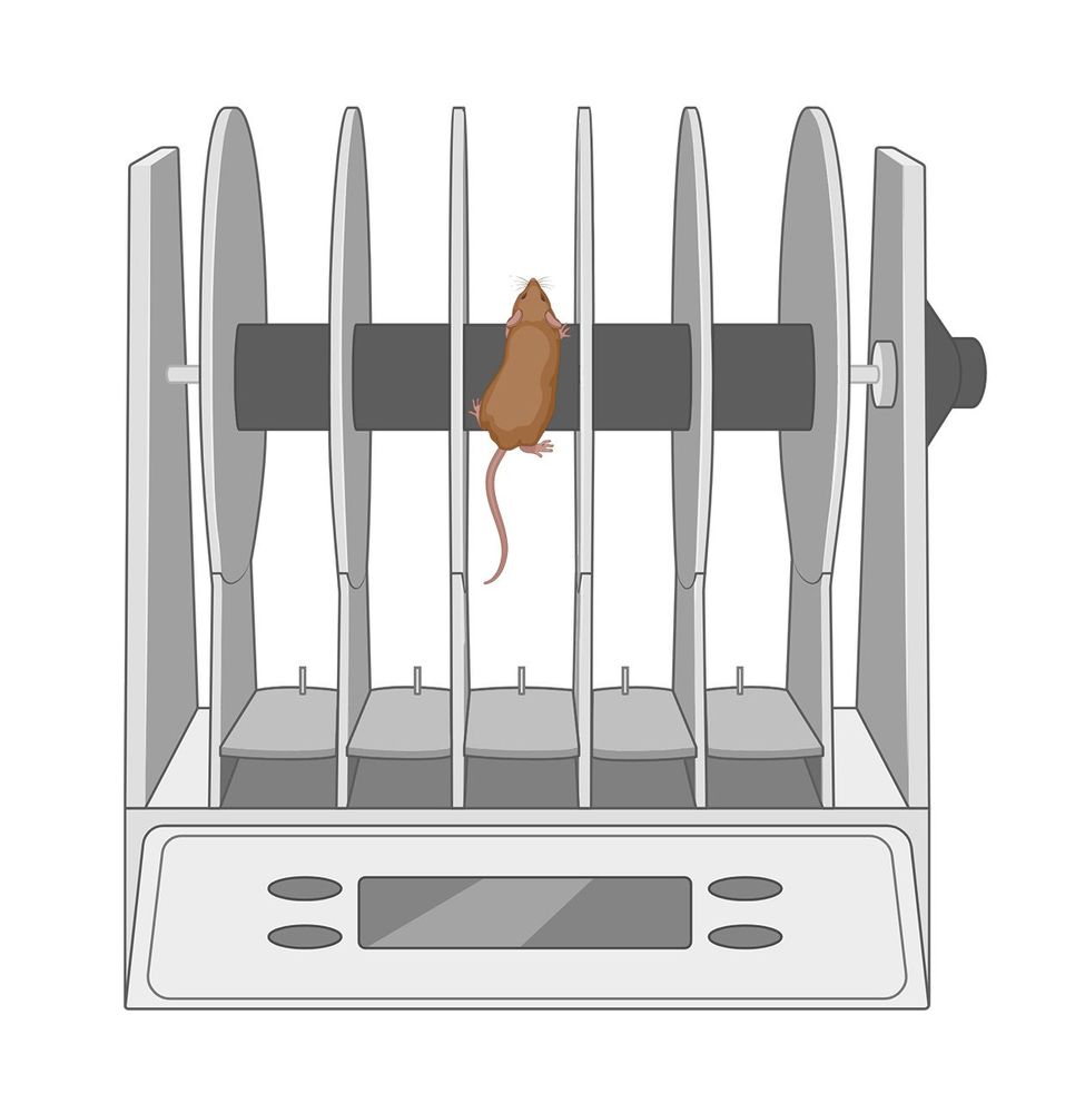 Motor & Sensory Function - Behavioral Testing | Biospective