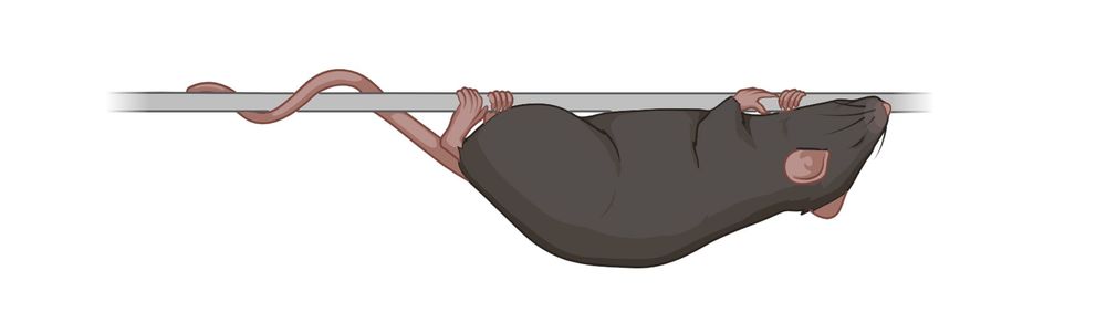 Motor & Sensory Function - Behavioral Testing | Biospective