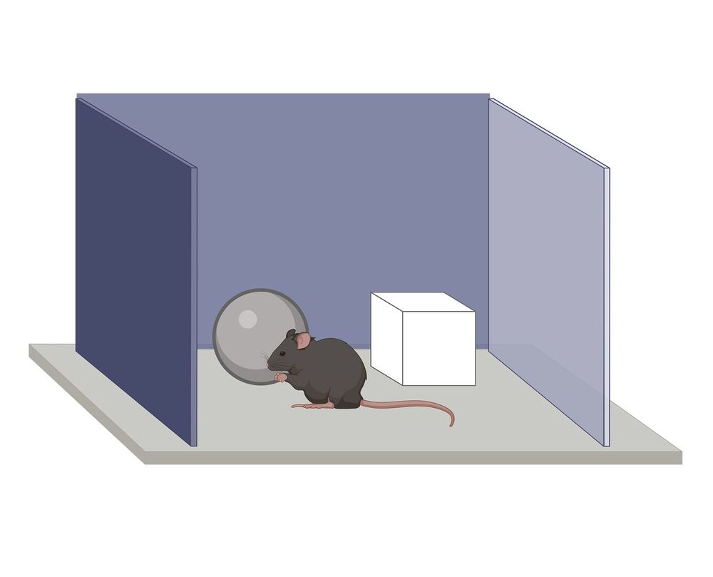 Sleep & Cognition - Behavioral Testing | Biospective